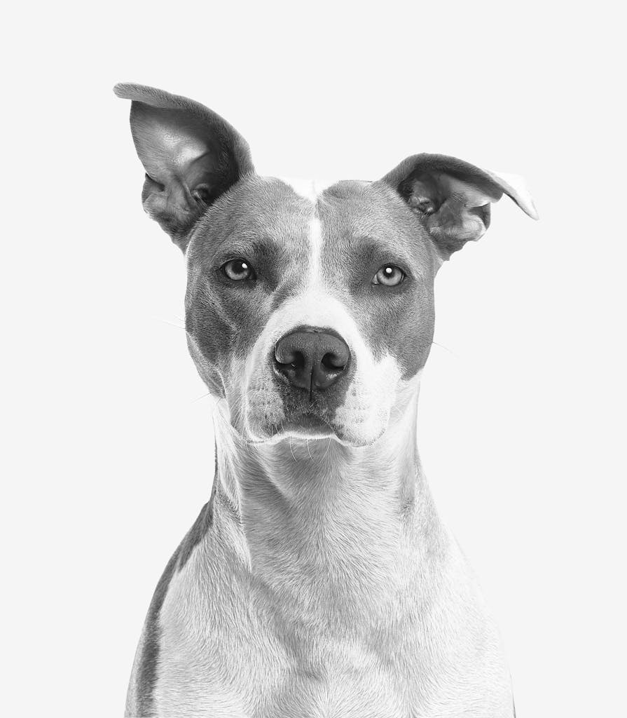 How to Explain House Arrest to Your Dog: (House Arrest and Pets ...